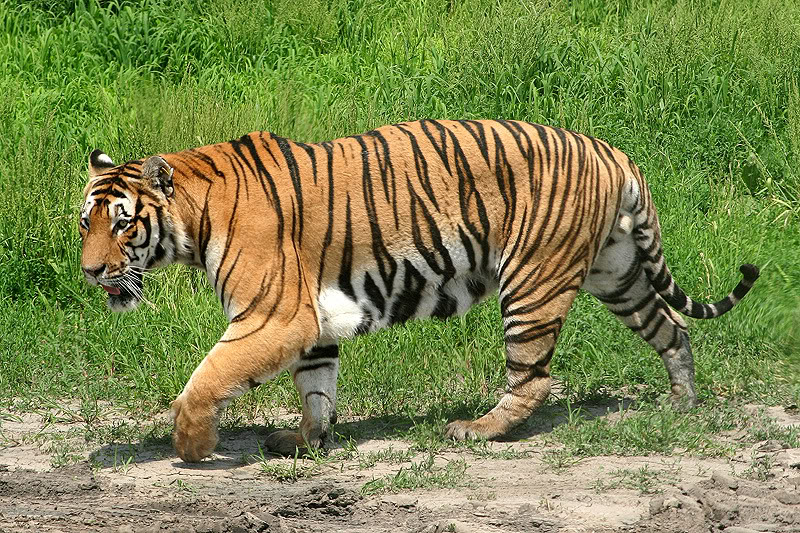 Tigers